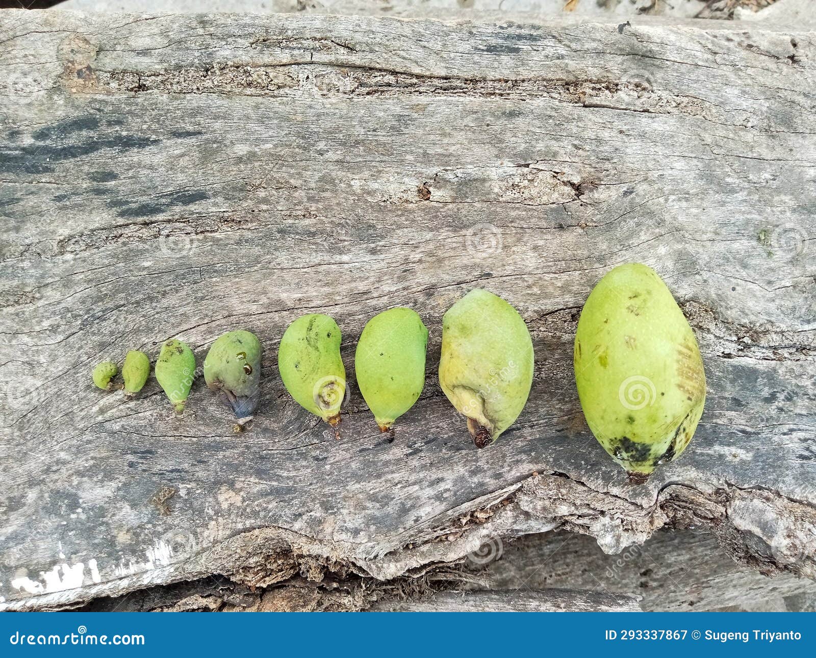 Green Mango Fruits in Sequence from Small To Large on an Old Light ...