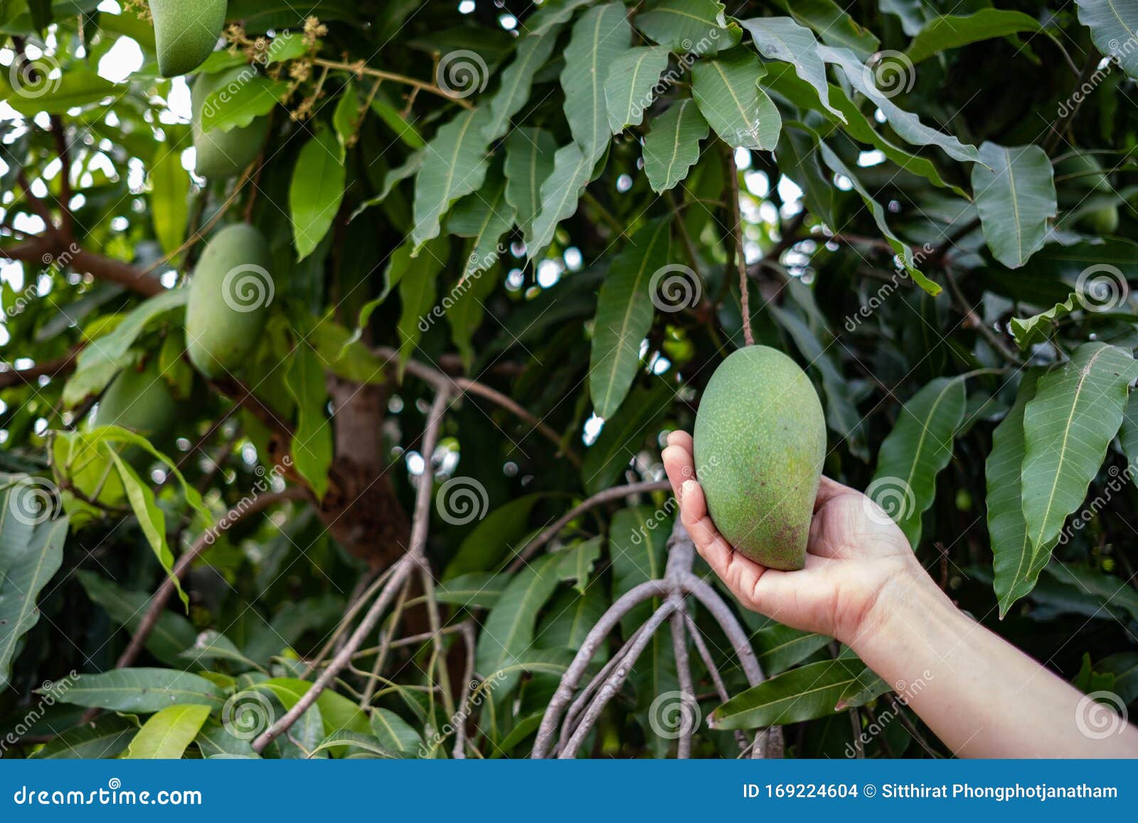 Green Mango in Hand Ready To Pick Stock Photo - Image of green, field ...