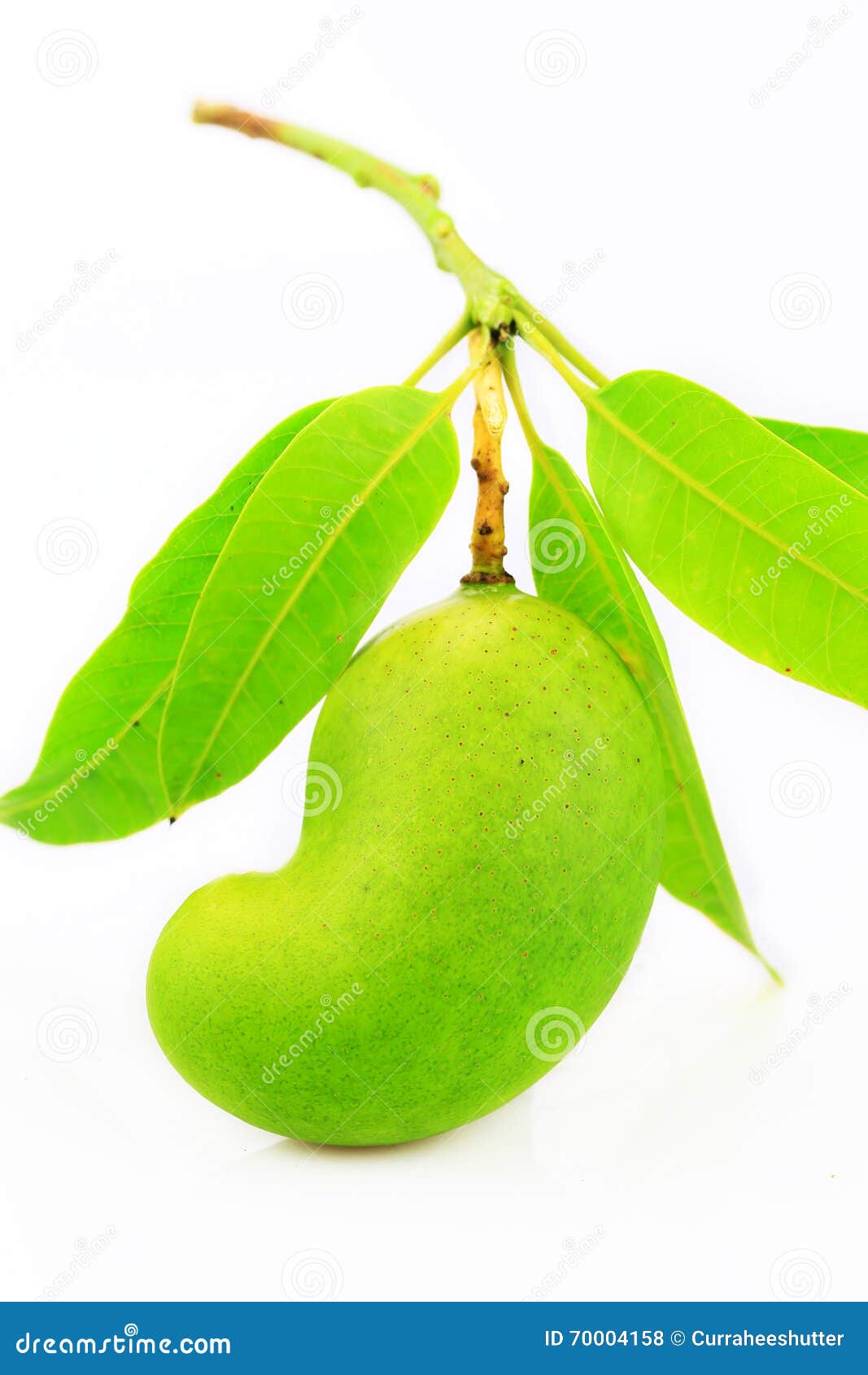 Green Mango Isolated on White Background, Popular or International ...