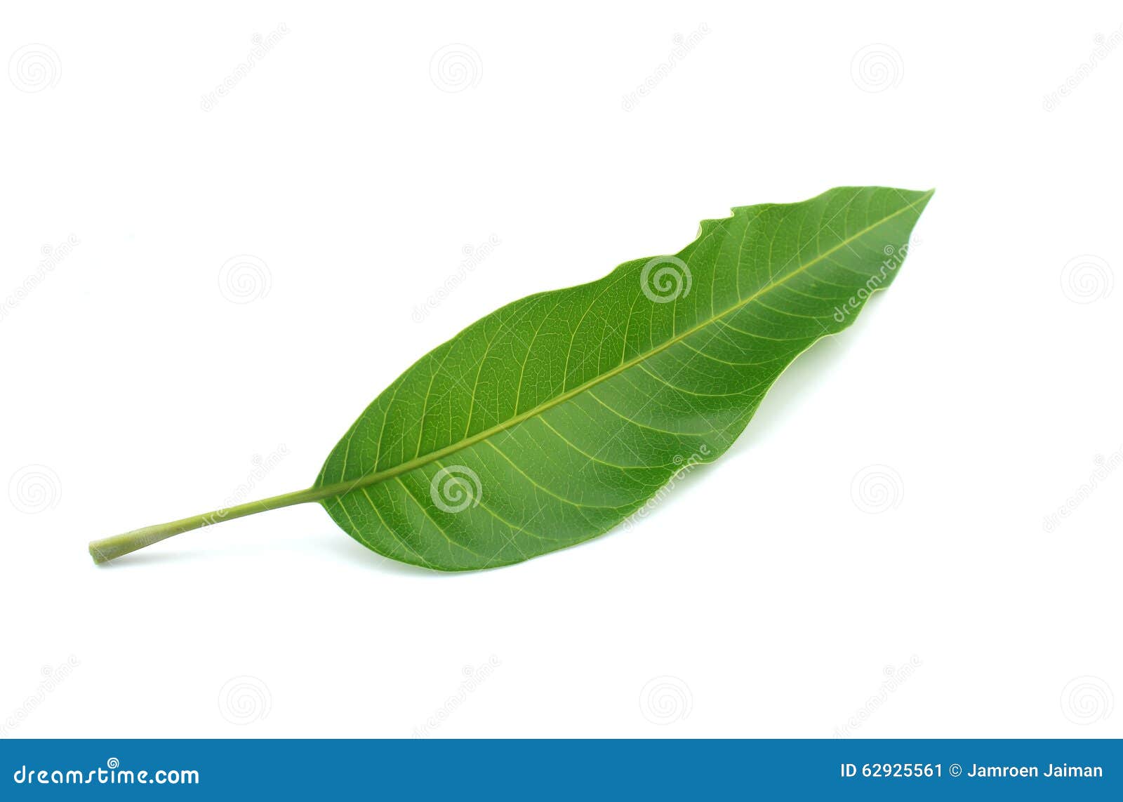 Green Mango Leaf Isolated on White Background Stock Image - Image of ...