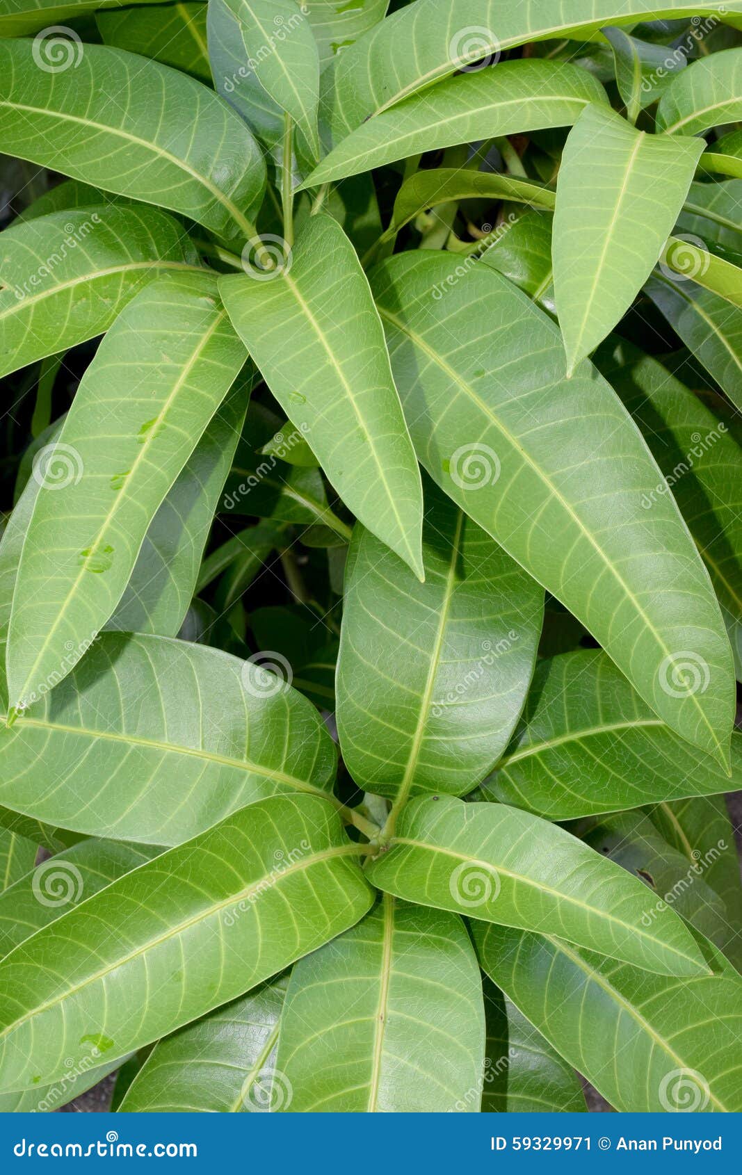 Green Mango Leaf Nature Abstract Background Stock Image - Image of ...