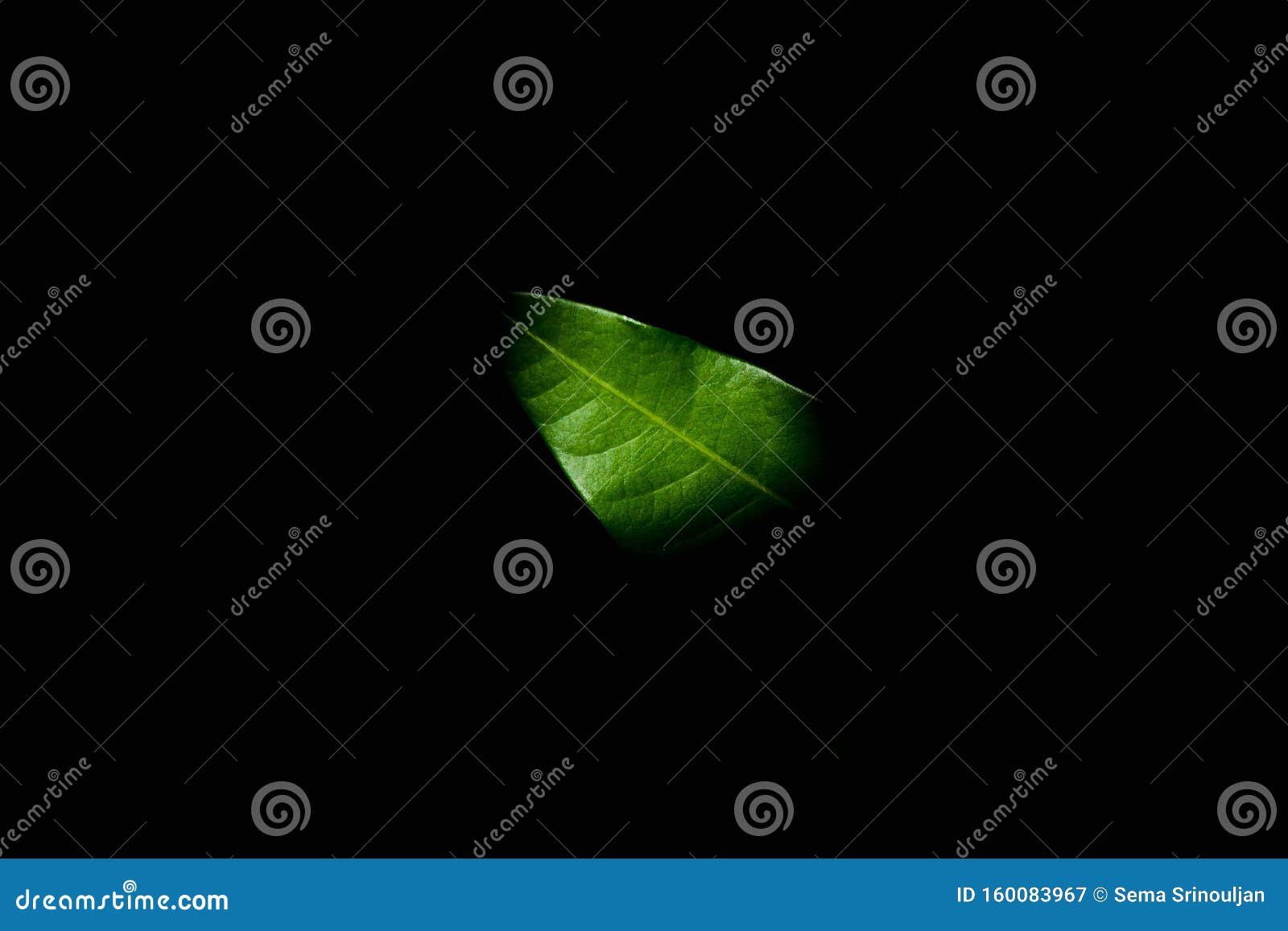 Green Mango Leaf Texture in the Dark Stock Image - Image of botanical ...