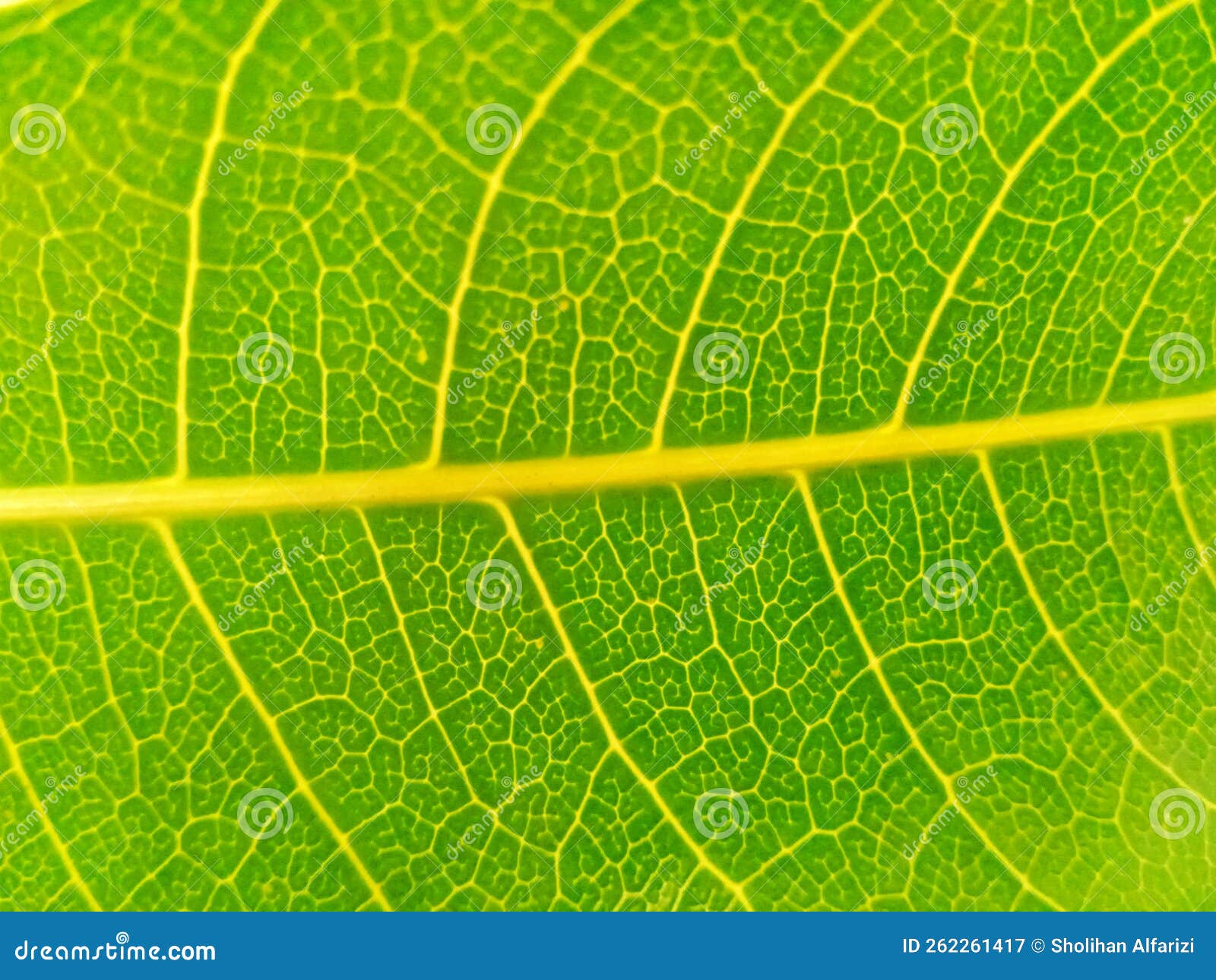 Green Mango Leaf Texture Detail Stock Image - Image of texture ...