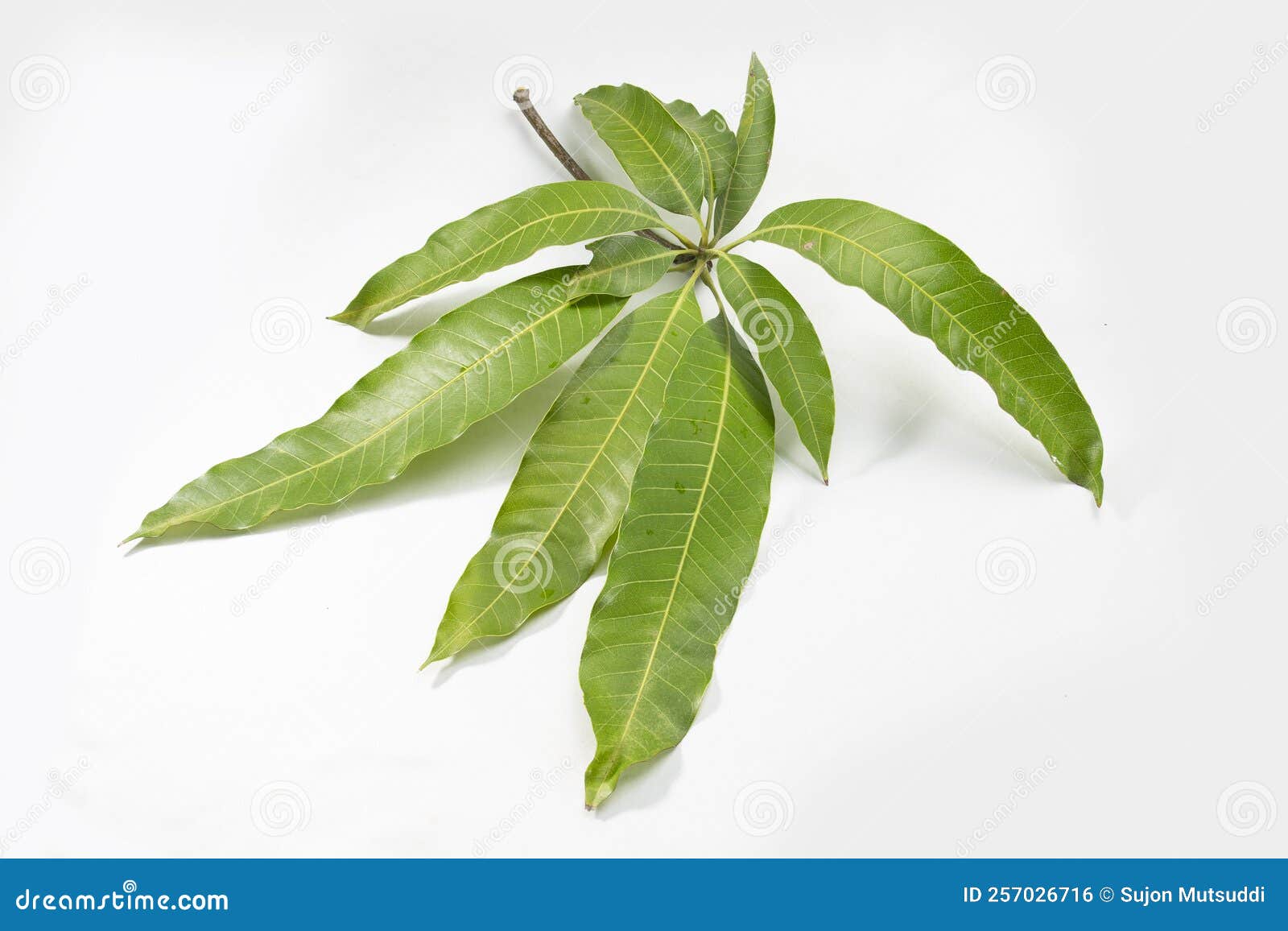 Green Mango Leaves and Branches Isolated on White Background Stock ...