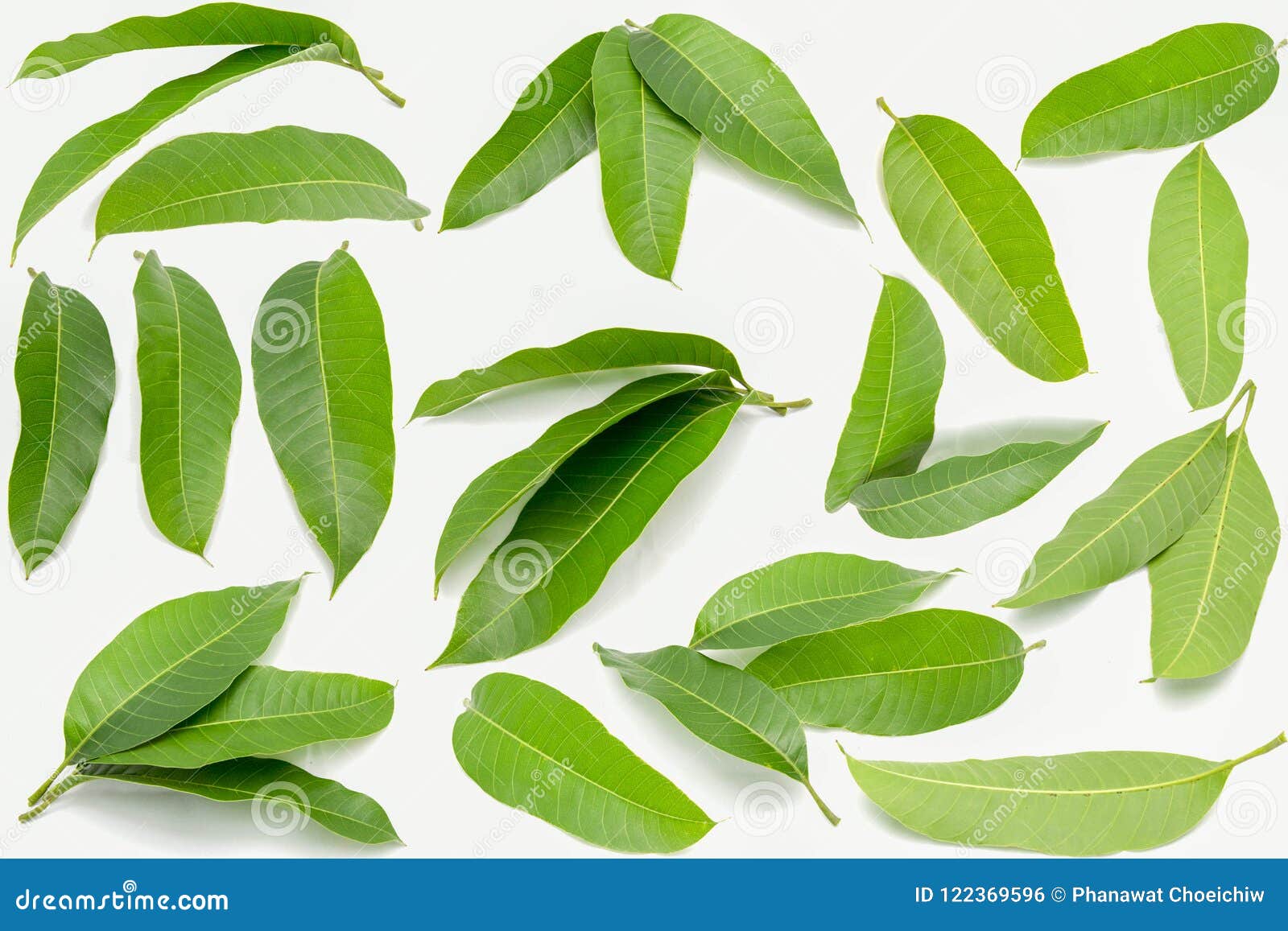 Green Mango Leaves on White Background and Texture. Stock Photo - Image ...