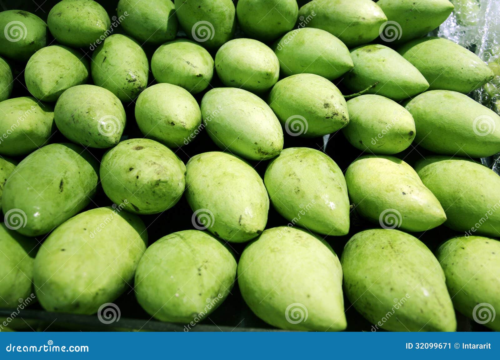 Green mango. stock image. Image of hang, branch, edible - 32099671