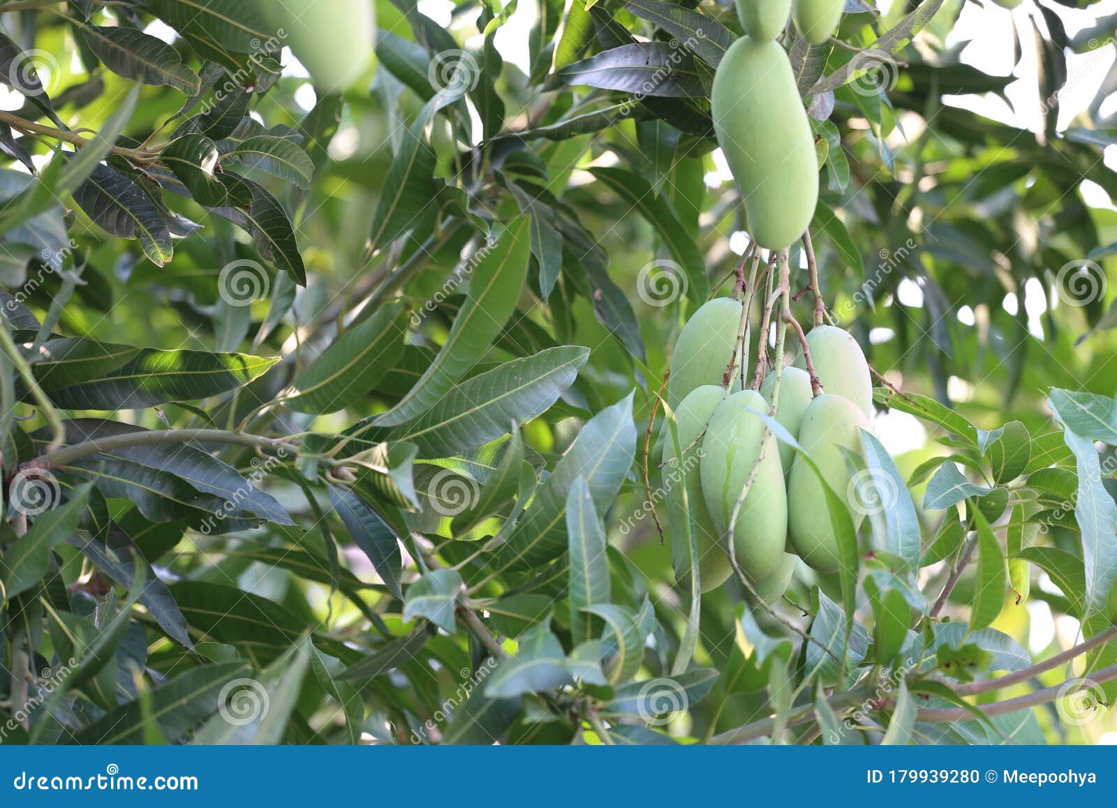 Green Mango that is Not yet Ripe Stock Photo - Image of nature, leaf ...