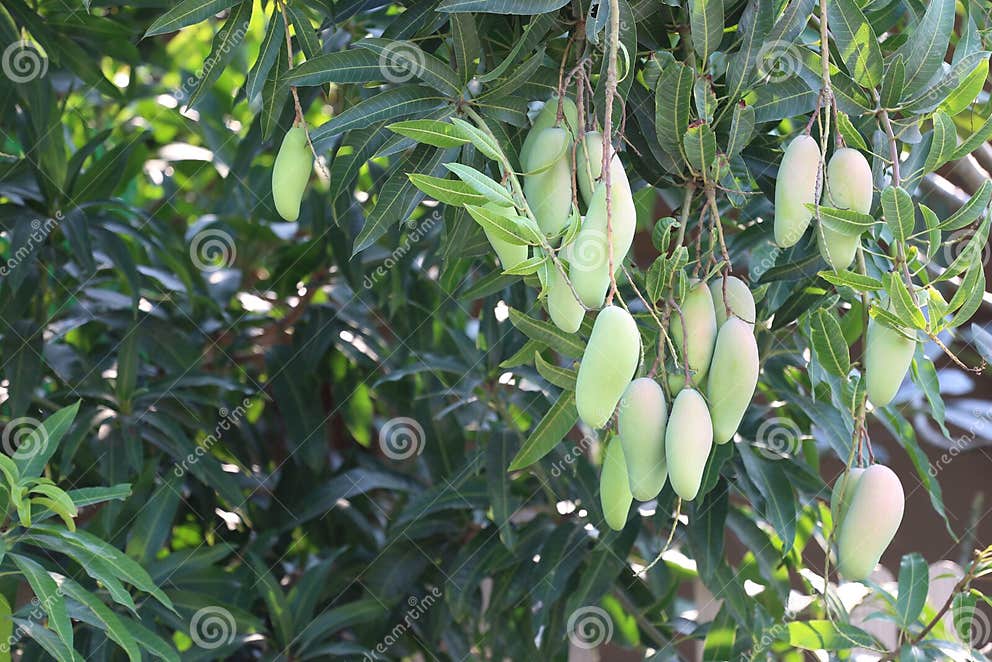 Green Mango that is Not yet Ripe Stock Image - Image of juicy, food ...