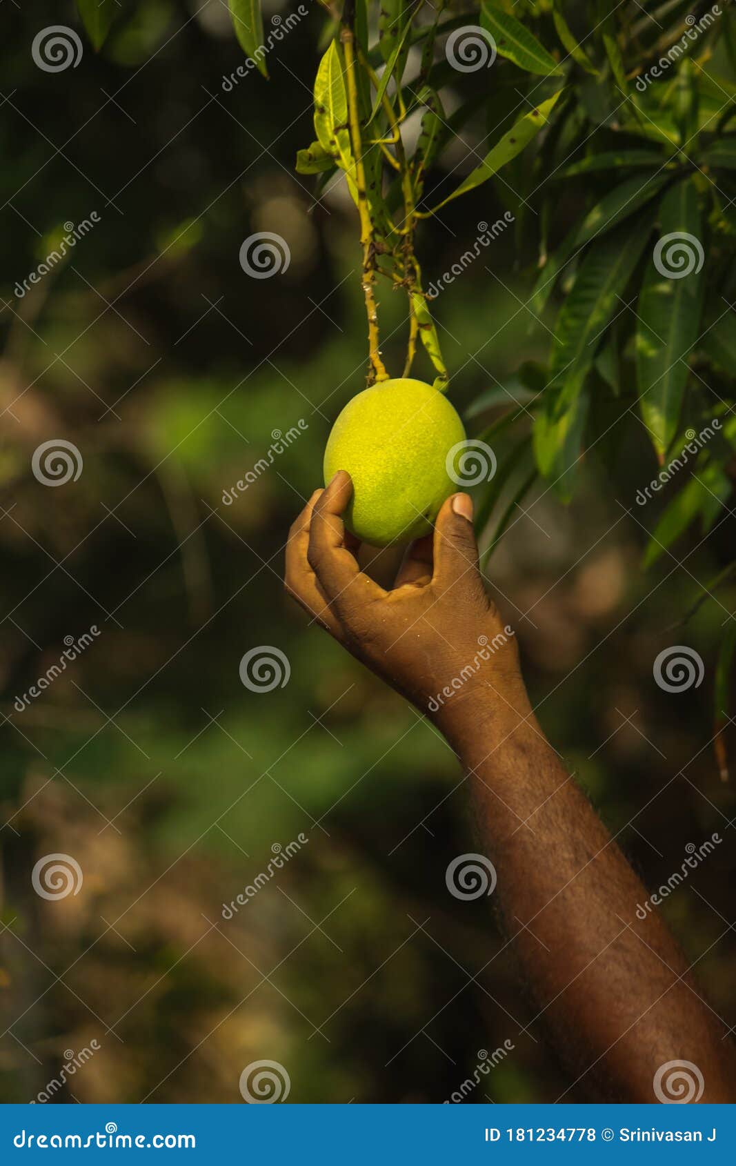 Green Mango Picking on Mango Tree. Men Picking Stole Mango on His Hand ...