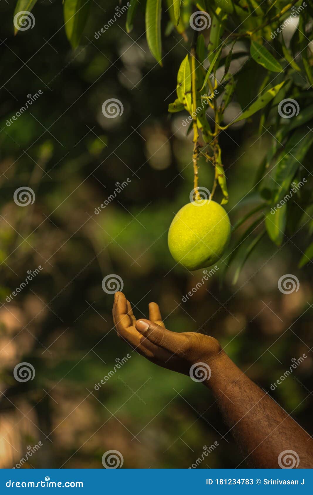 Green Mango Picking on Mango Tree. Men Picking Stole Mango on His Hand ...