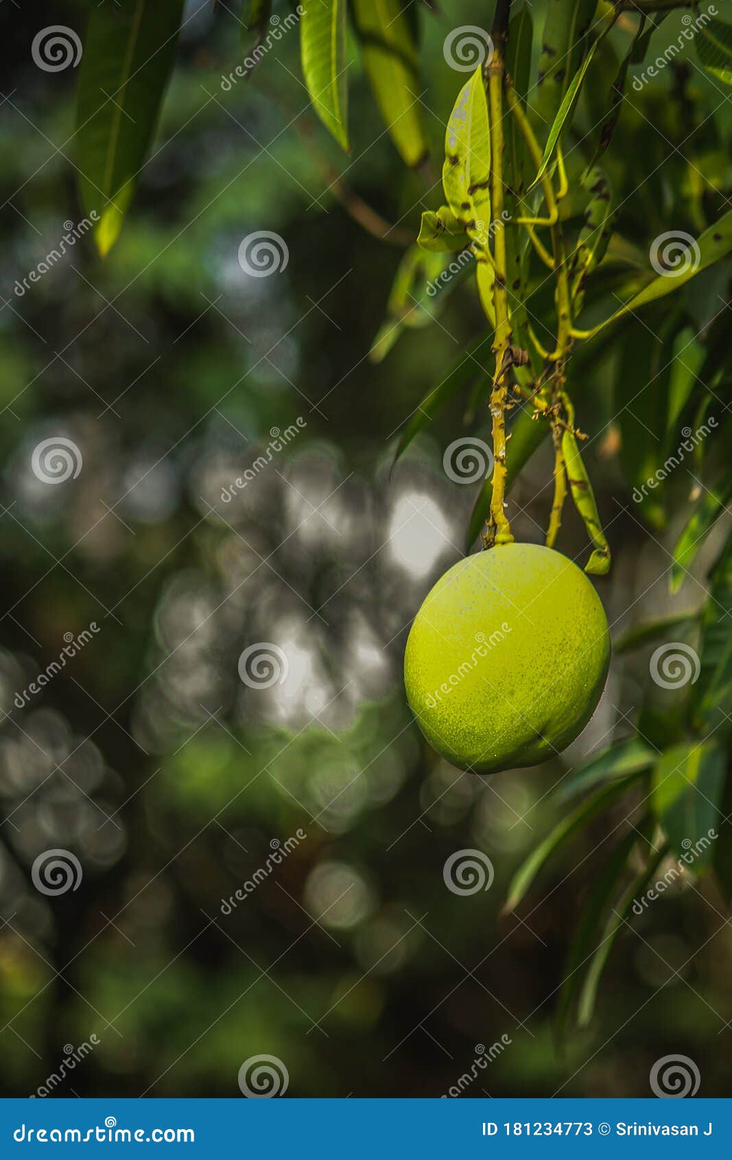 290 Mango Pick Photos - Free & Royalty-Free Stock Photos from Dreamstime
