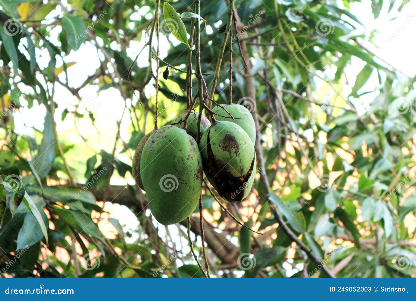 Green Mango Rotting on the Tree. Green Mango Stock Image - Image of ...