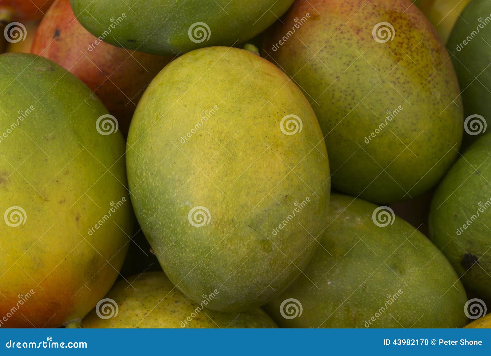 Green Mango stock photo. Image of green, market, mango - 43982170