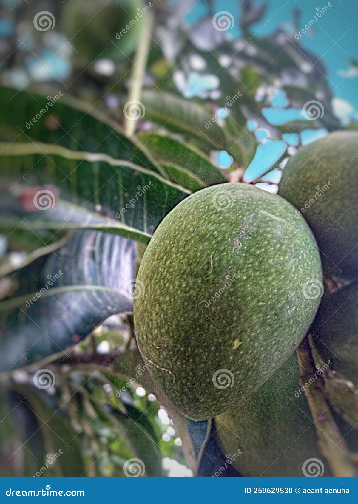 Green mango tree stock photo. Image of evergreen, flower - 259629530