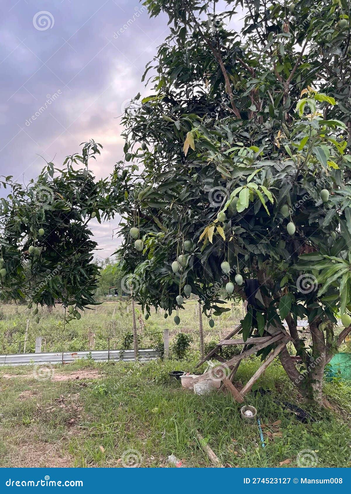 Green mango on a tree stock image. Image of leaves, freshness - 274523127
