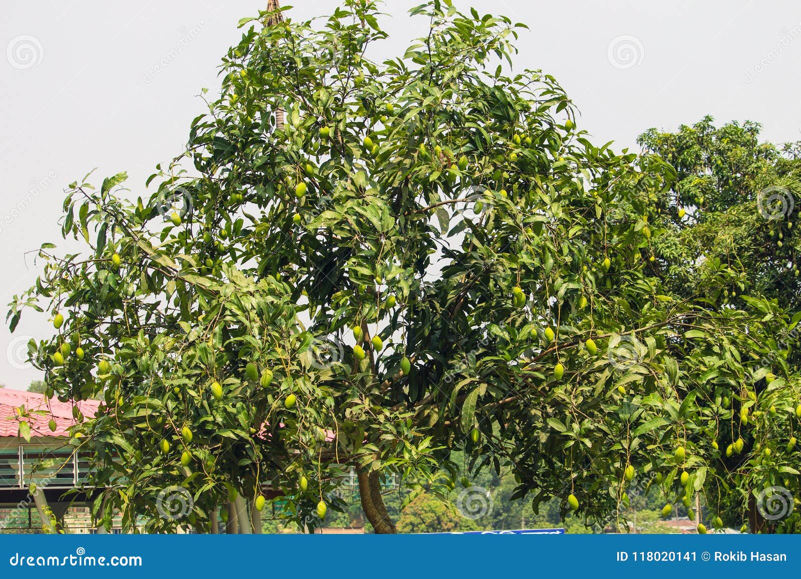 4,160 Beautiful Mango Tree Stock Photos - Free & Royalty-Free Stock ...