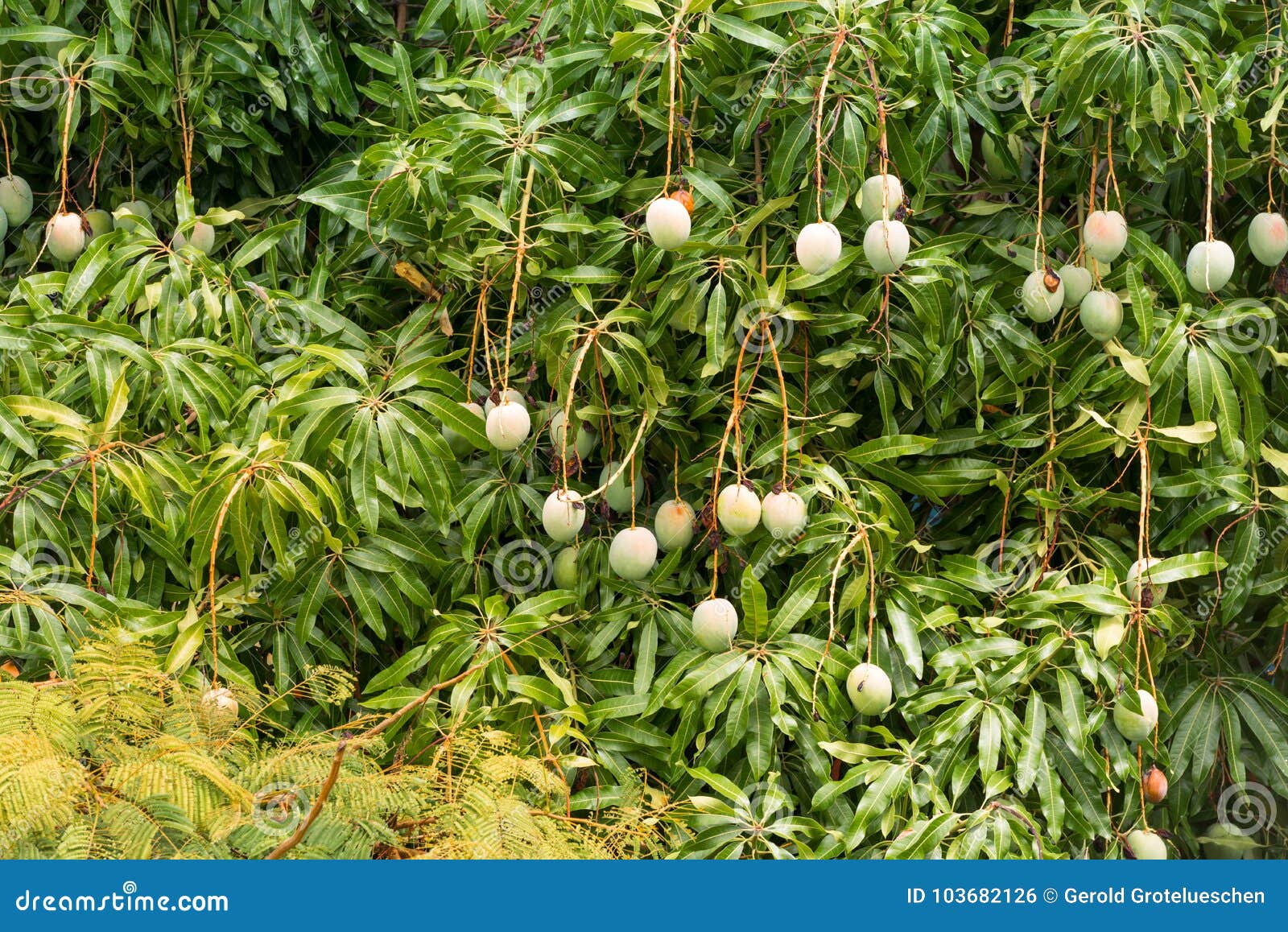 Green Mango on a Tree, Cuba, Havana. Stock Photo - Image of havana ...