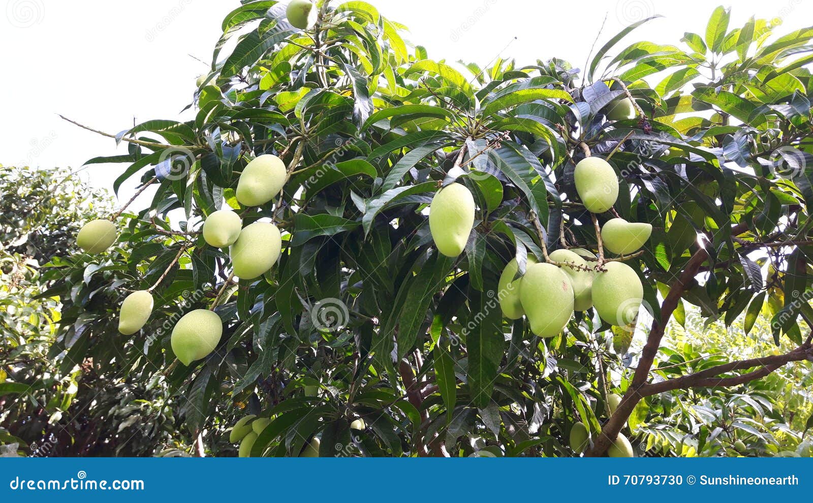 Green mango on tree stock photo. Image of green, organic - 70793730