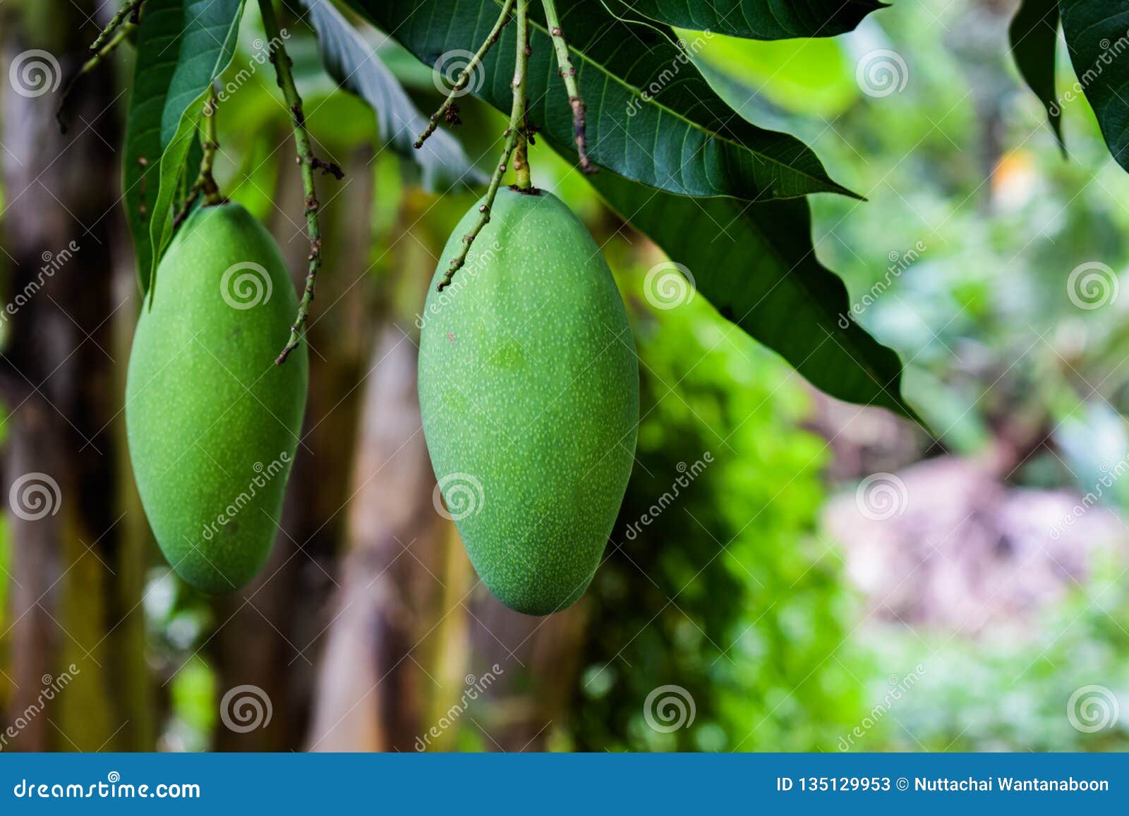 Mango in Garden stock image. Image of isolated, agricultural - 135129953