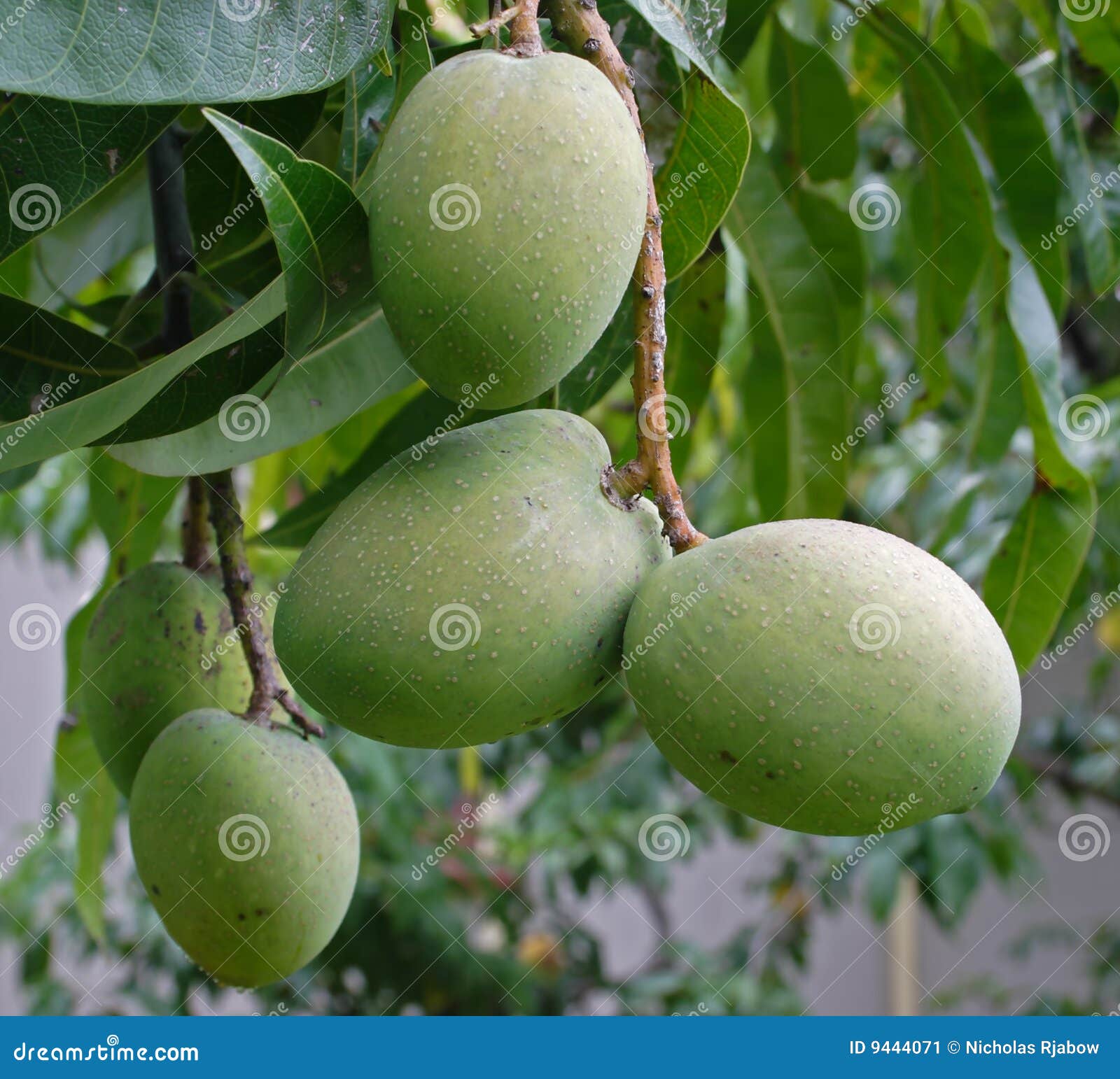 Green Mangoes stock image. Image of leaves, fruit, organic - 9444071