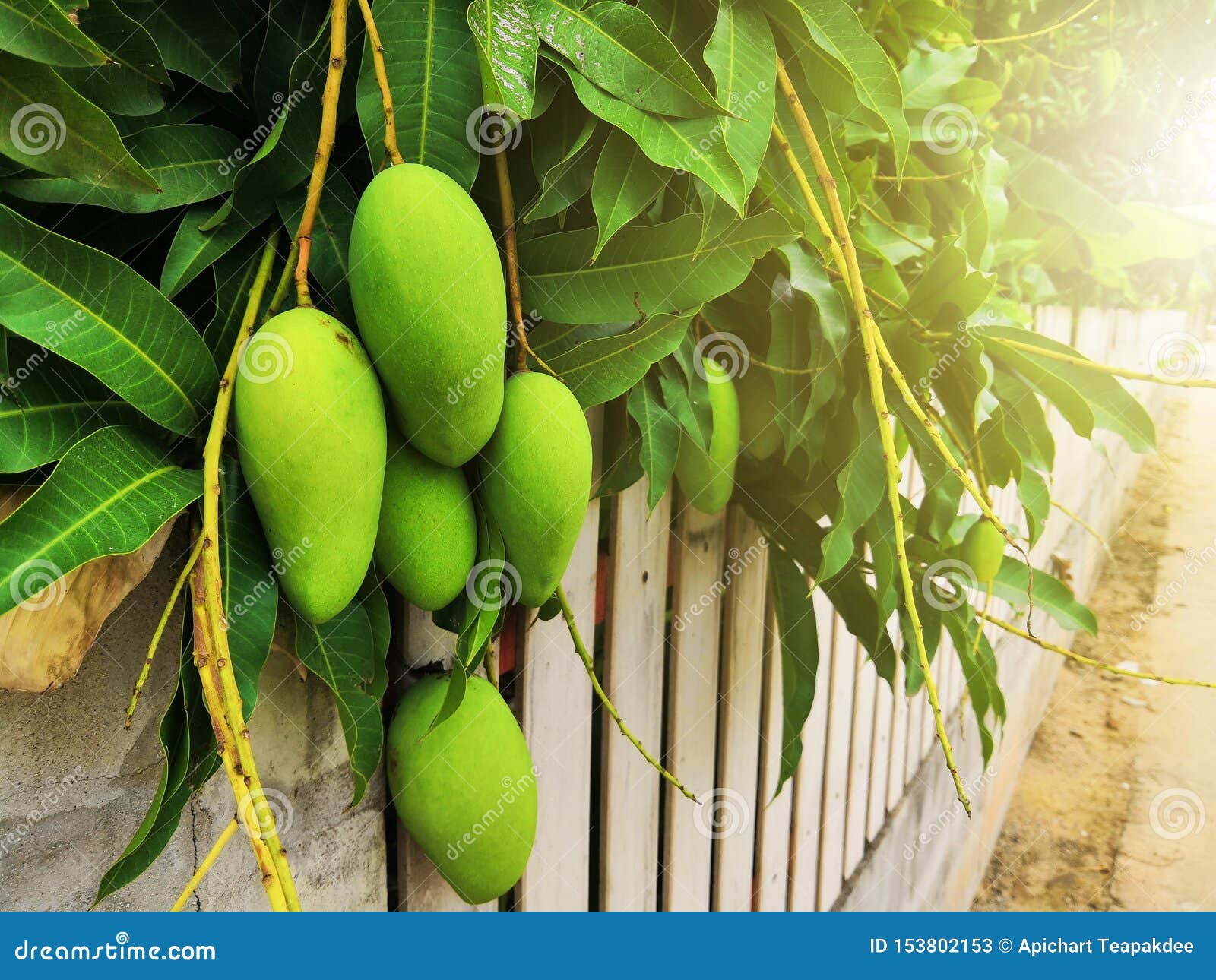 Green mangoes stock image. Image of leaf, home, asia - 153802153