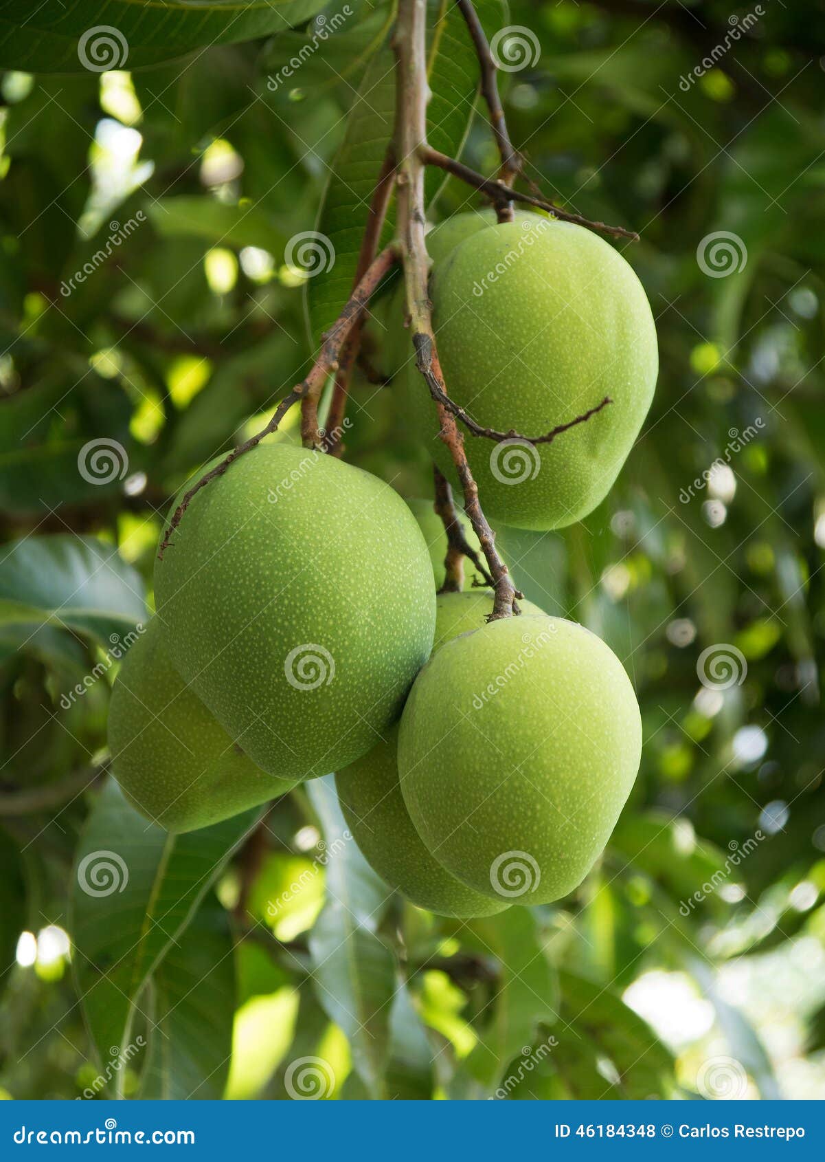 Green Mangoes stock photo. Image of vegetarian, garden - 46184348