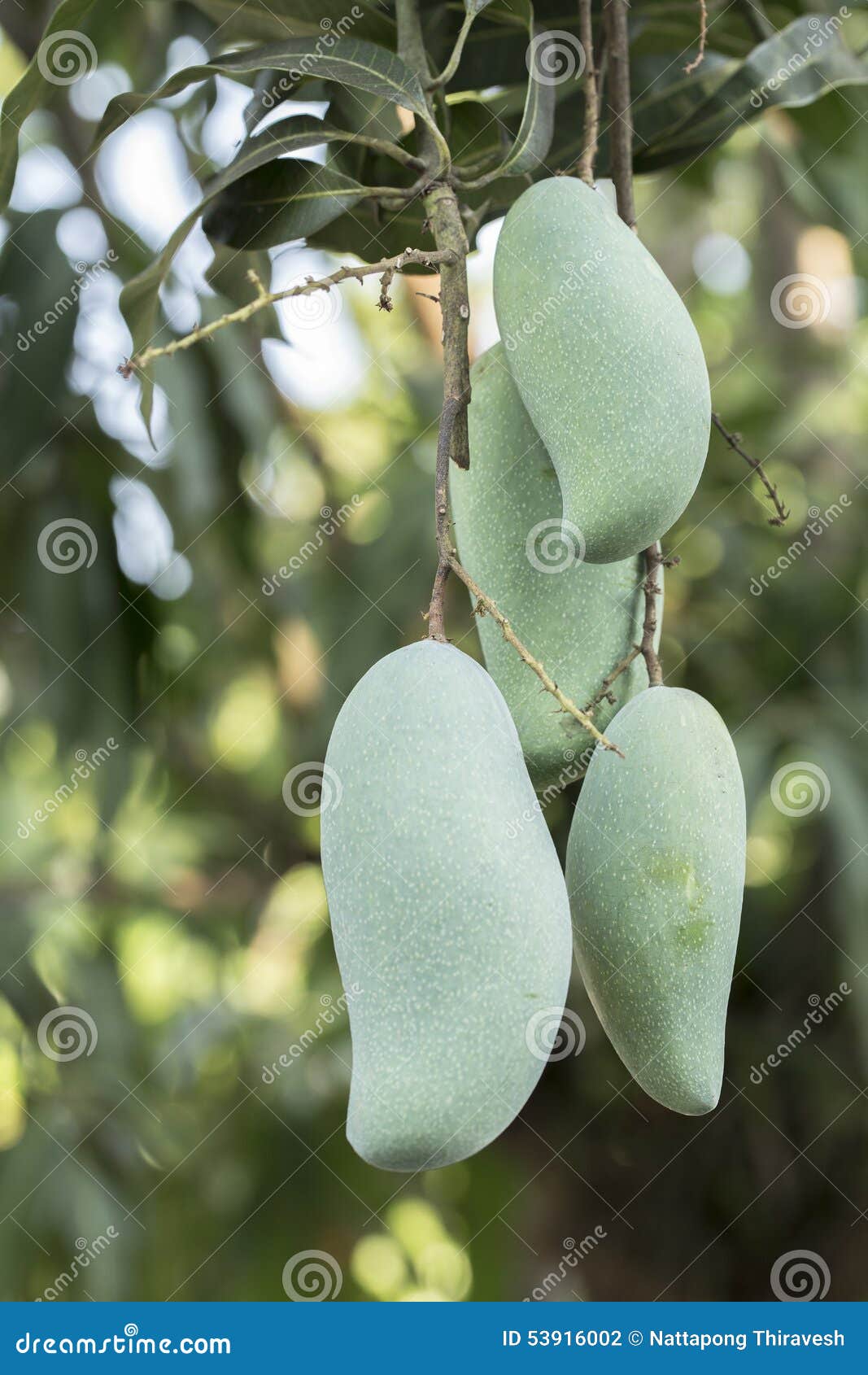 Green Mangoes on the Mango Tree Stock Photo - Image of bunch, juice ...