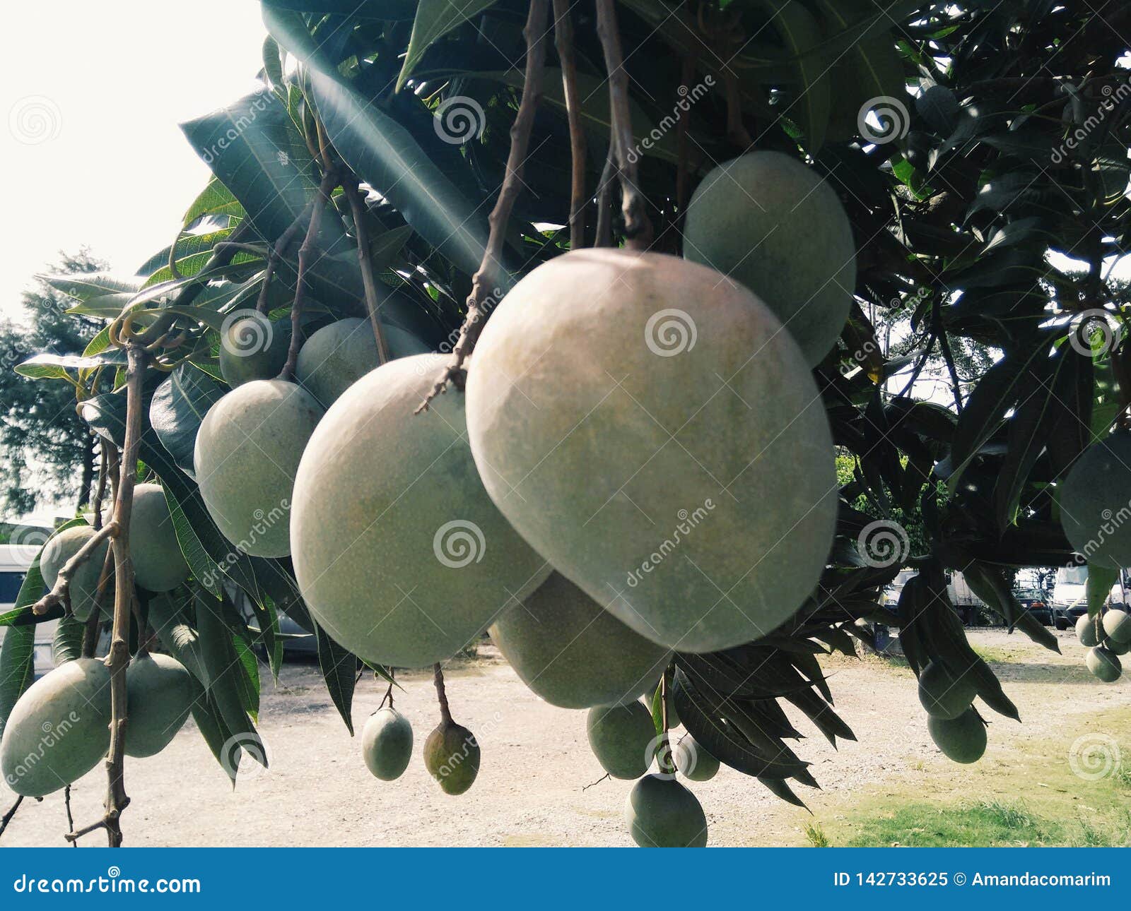 Green mangoes on tree stock image. Image of foliage - 142733625