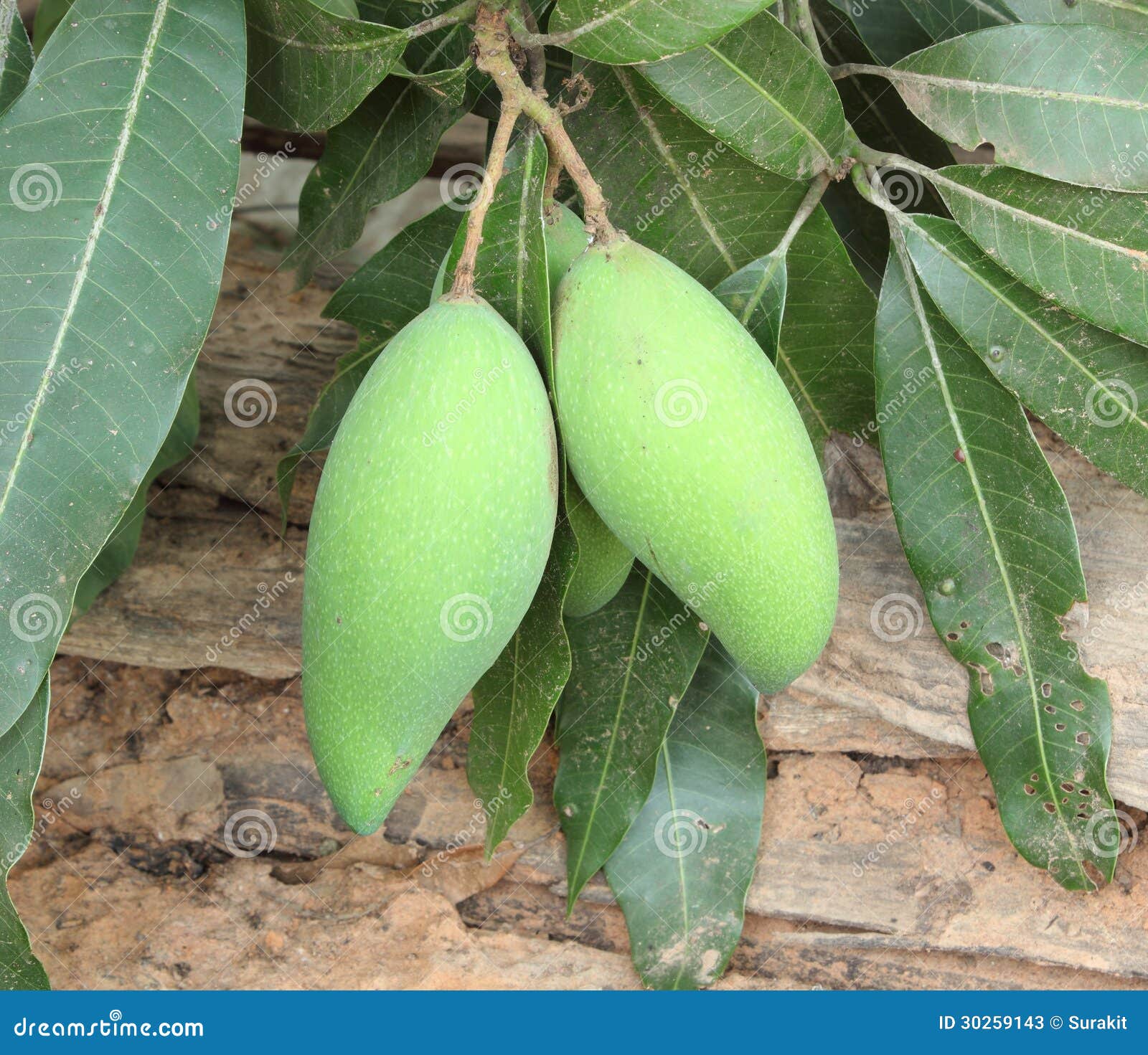 Green mangoes on the tree stock image. Image of freshness - 30259143