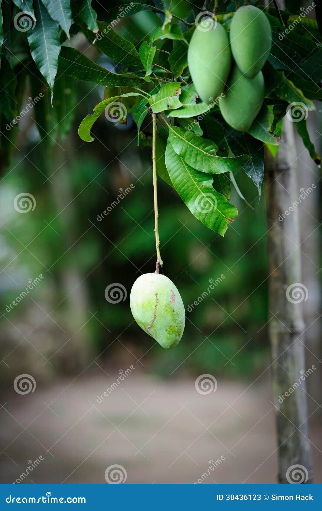 Green mangoes stock image. Image of green, natural, nature - 30436123