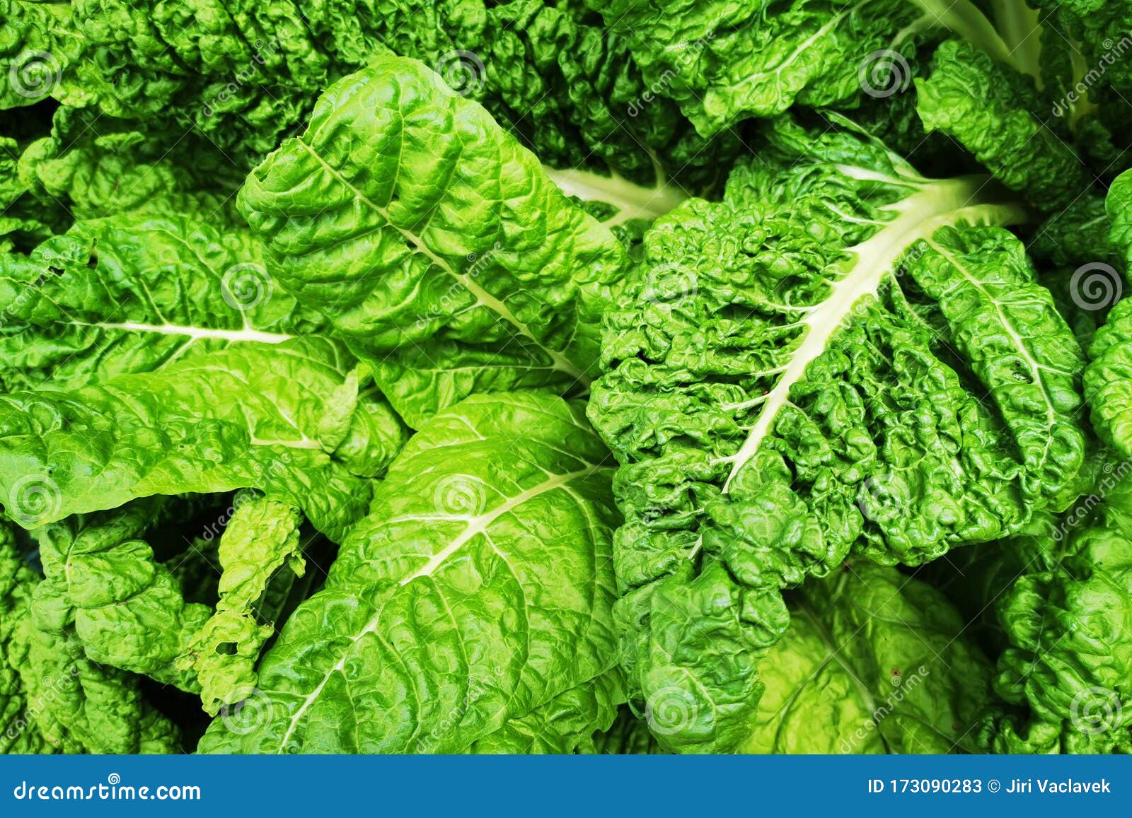Green mangold vegetable stock image. Image of gardening - 173090283