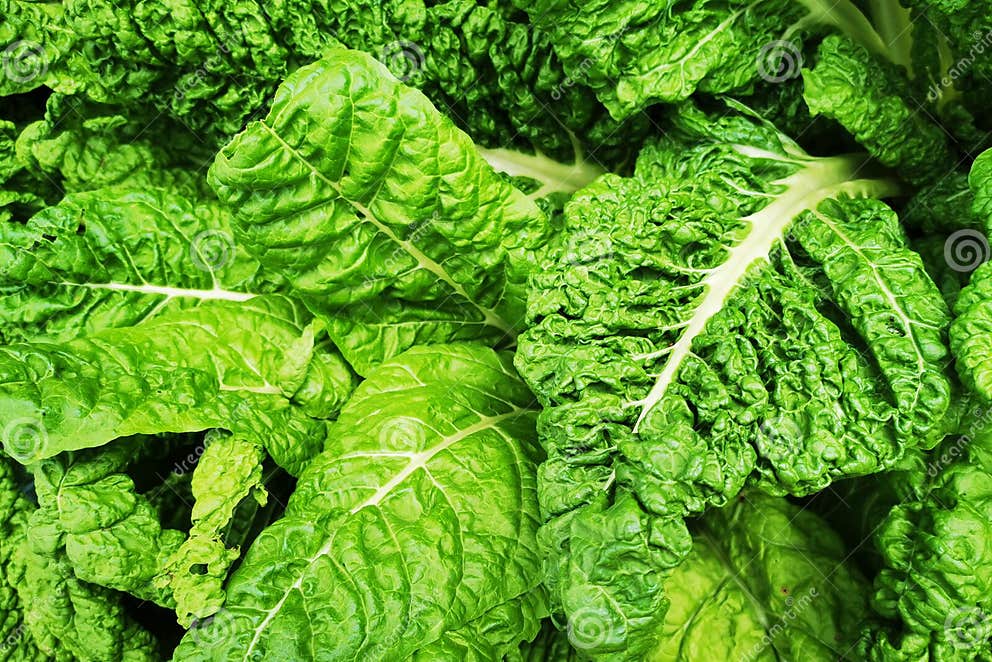 Green mangold vegetable stock image. Image of gardening - 173090283