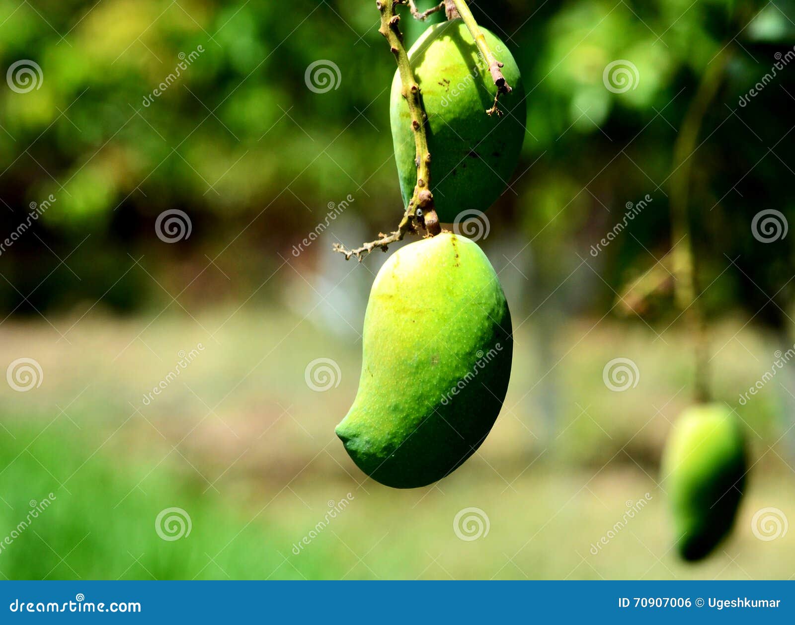 Cluster Of Raw Mangoes On A Mango Tree. Mango Tree Royalty-Free Stock ...