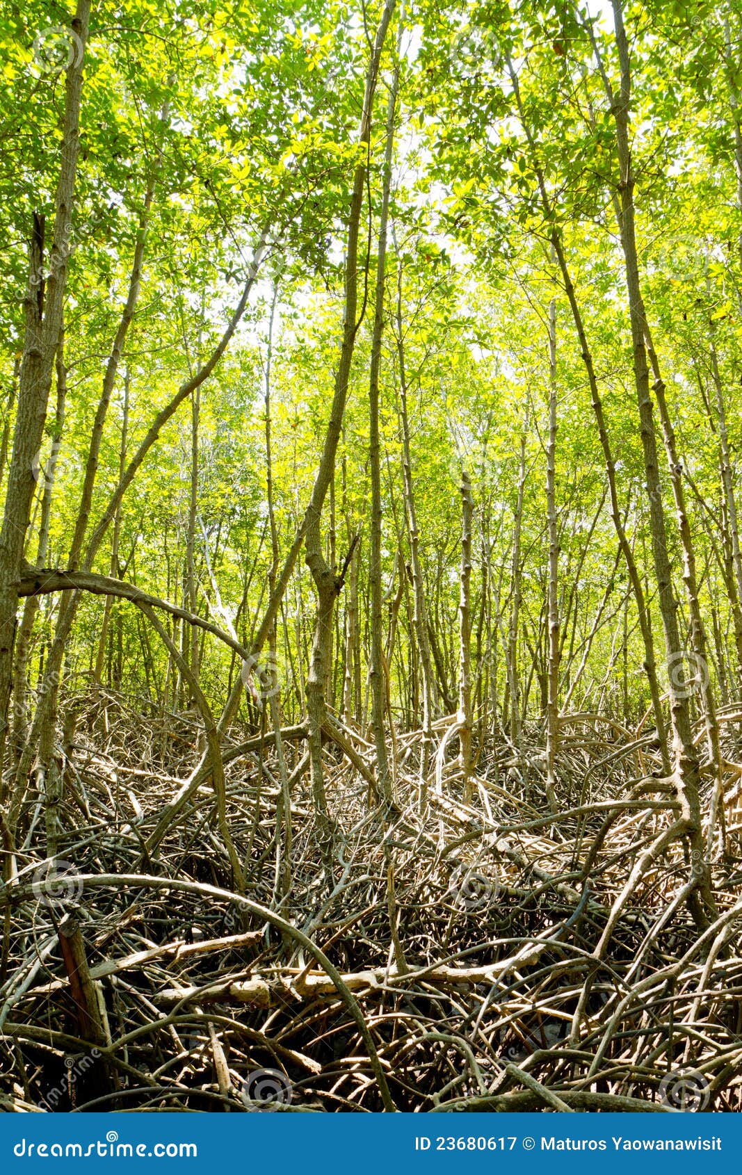Green Mangrove Forest With Sea Water And Blue Sky. Mangrove Ecosystem ...