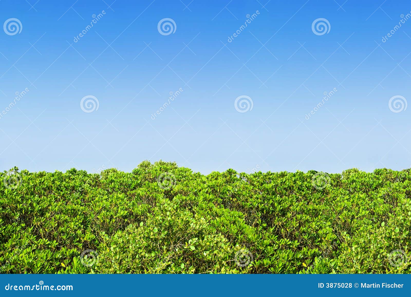 Green Mangrove Forest With Sea Water And Blue Sky. Mangrove Ecosystem ...