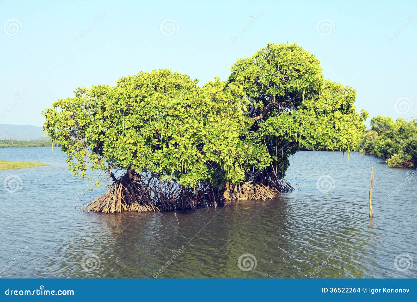 Green Mangrove Forest With Sea Water And Blue Sky. Mangrove Ecosystem ...