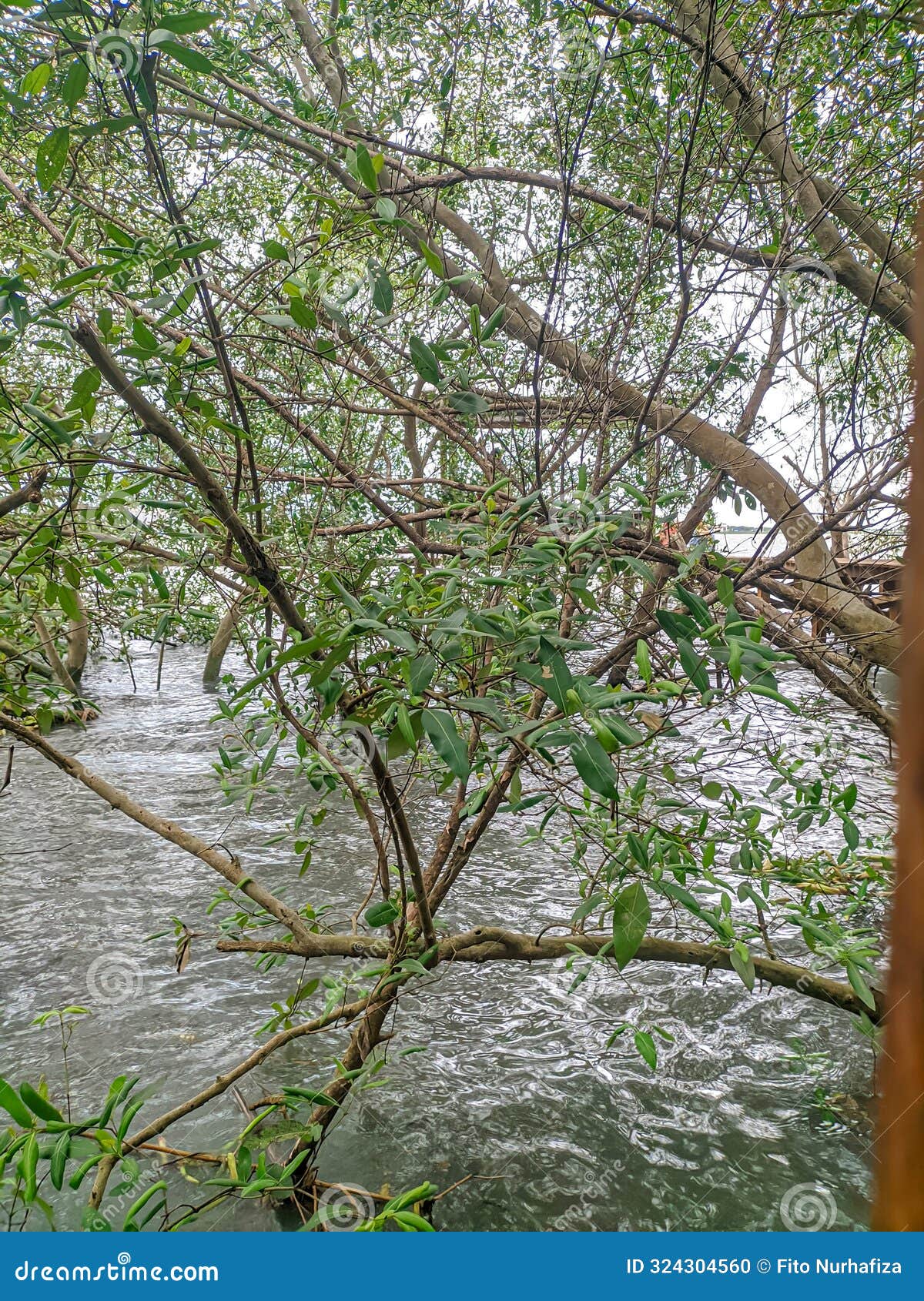 Green mangrove tree leaves stock photo. Image of caribbean - 324304560