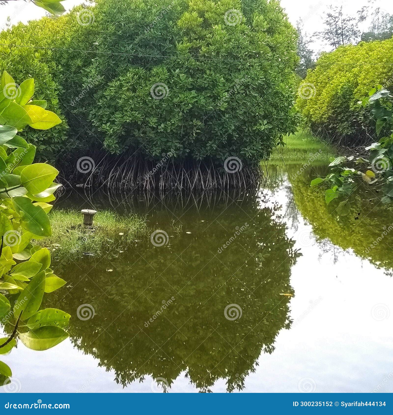 Green mangrove trees stock photo. Image of estuaries - 300235152