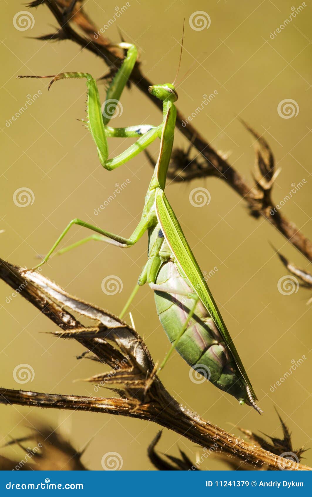 Green mantis stock image. Image of spider, insect, nature - 11241379