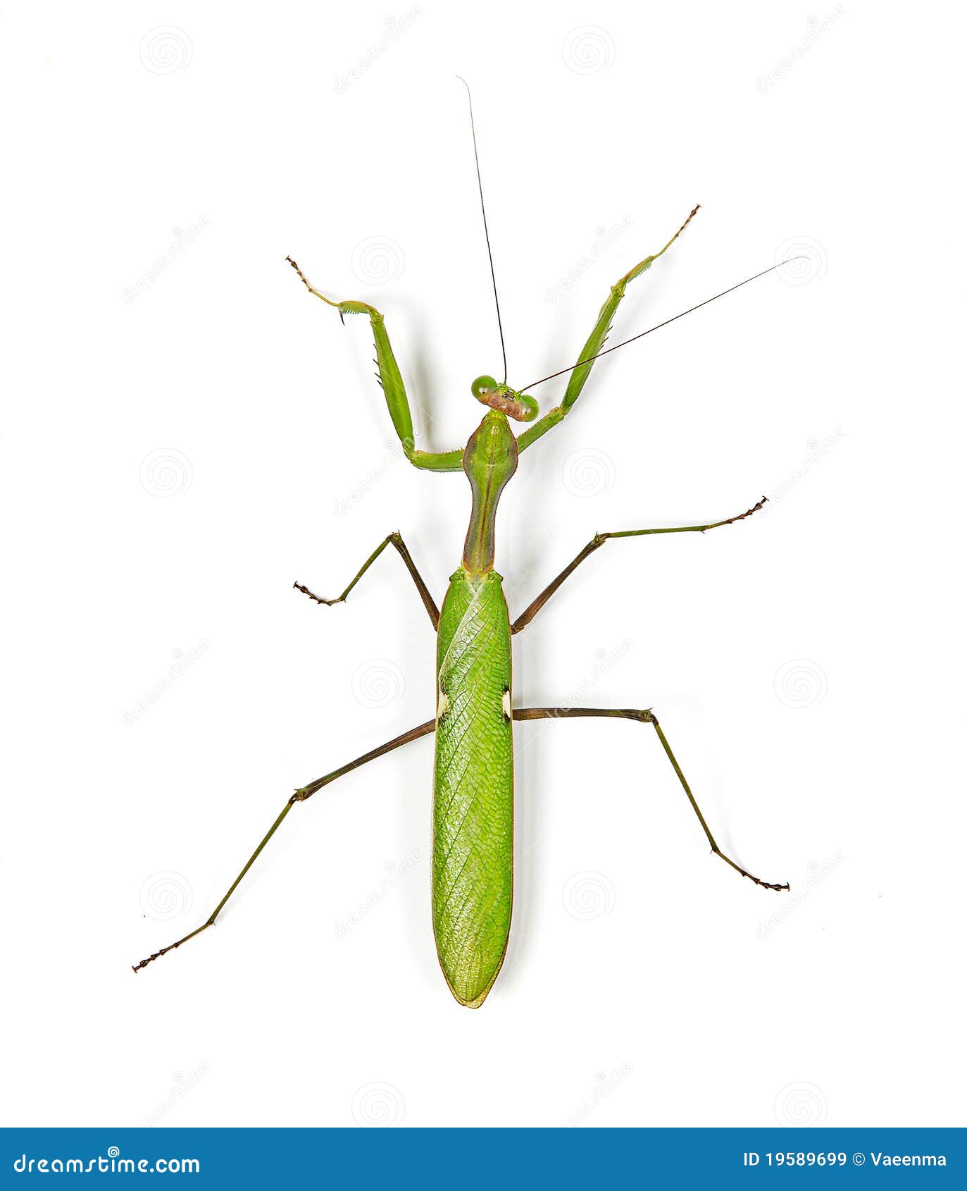 Green mantis stock image. Image of background, invertebrate - 19589699