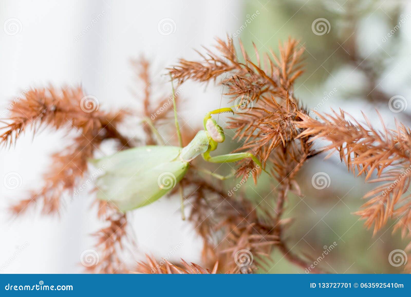 Green mantis on branches stock image. Image of insect - 133727701