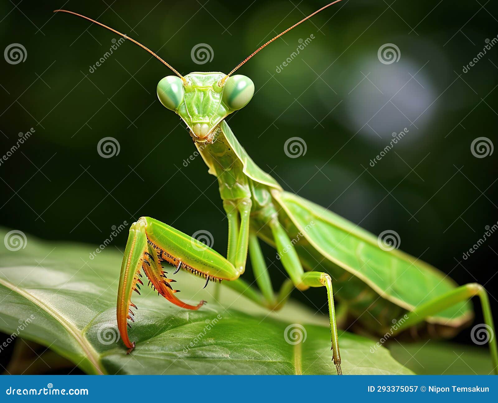Green mantis on branches stock illustration. Illustration of needles ...