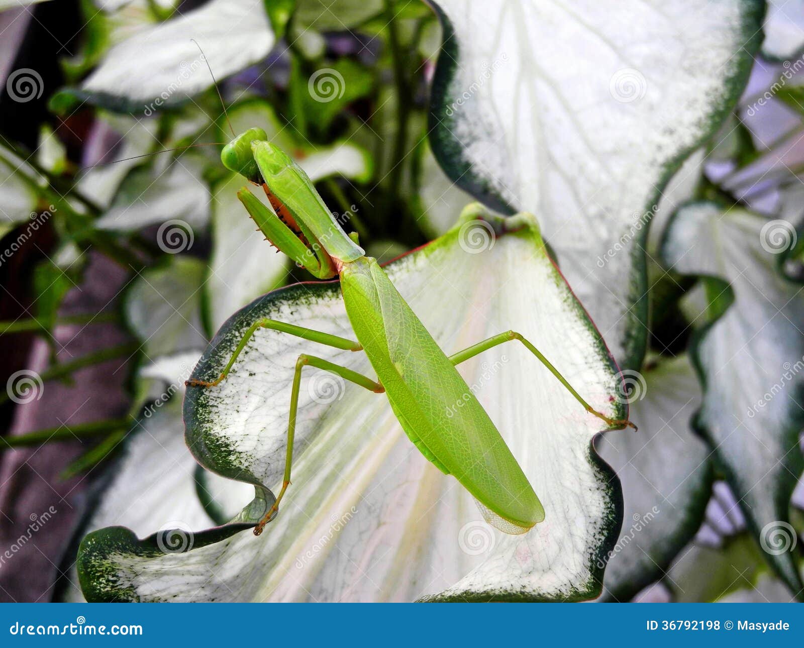 Green Mantis stock photo. Image of predator, segmentedlegs - 36792198