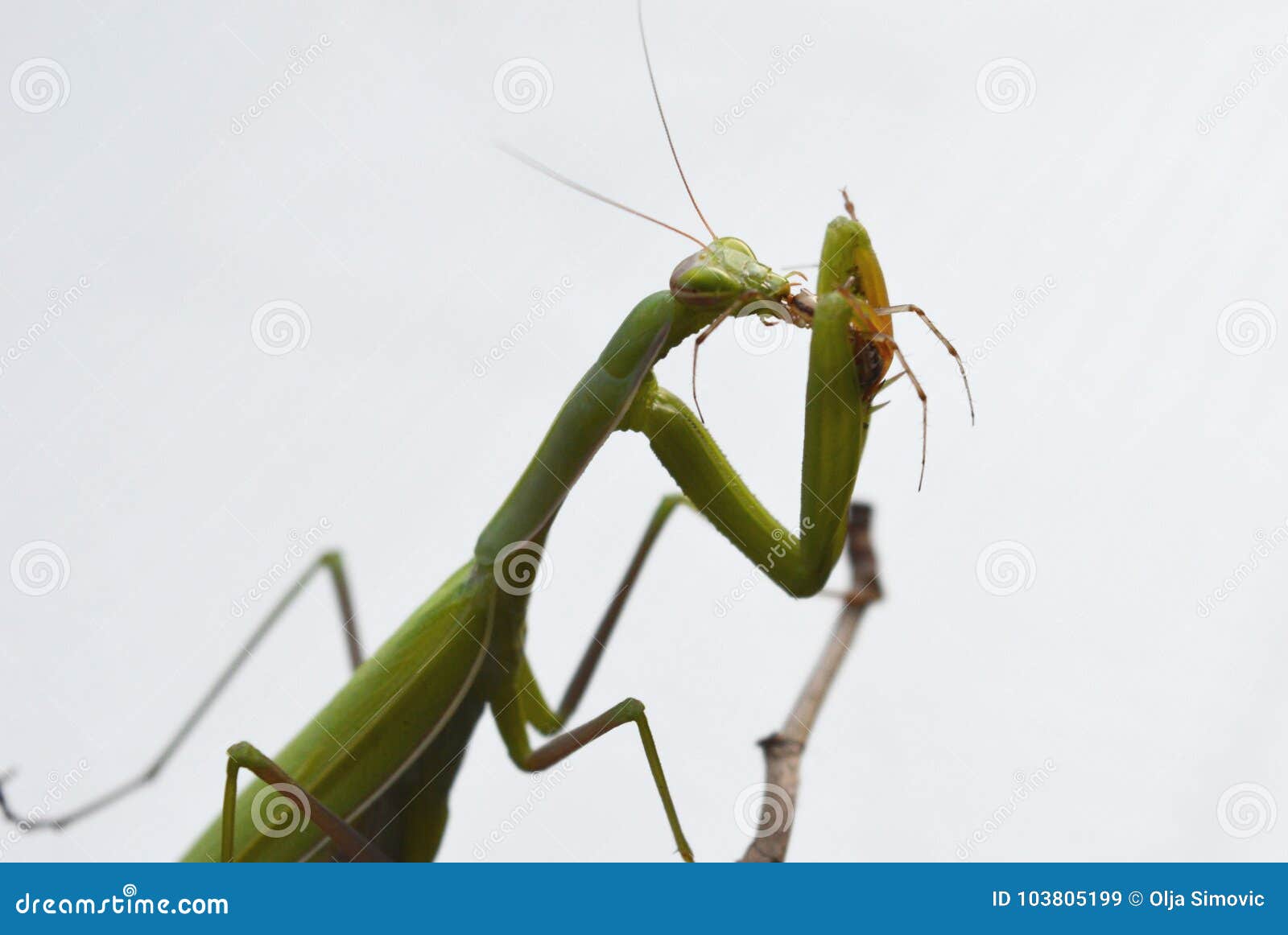 Green mantis eats prey stock image. Image of green, insect - 103805199