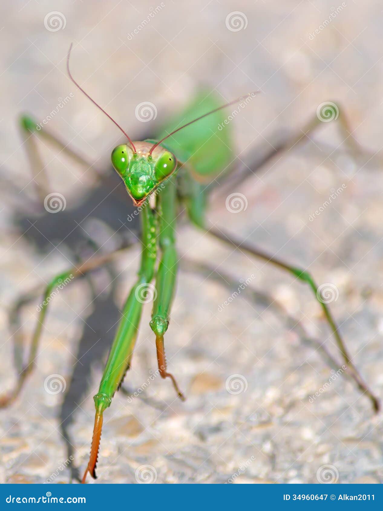Green mantis face stock image. Image of life, biology - 34960647