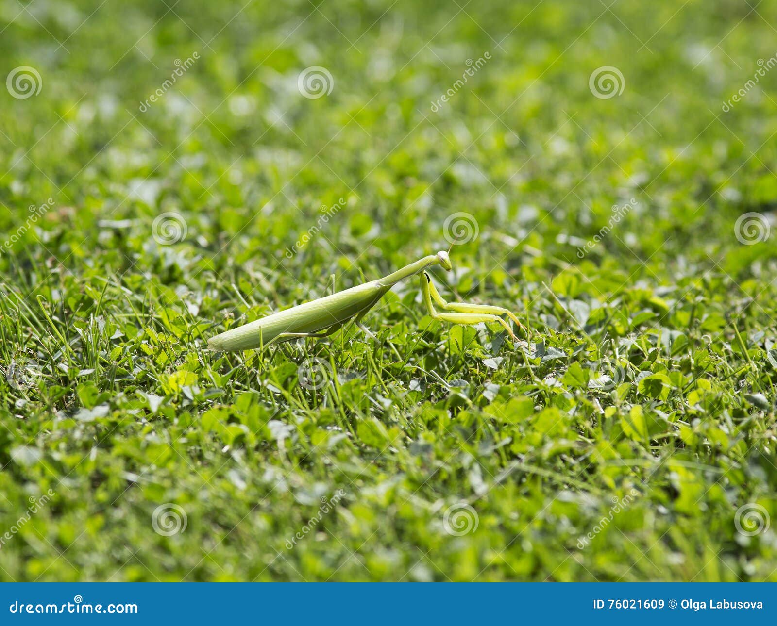 Green mantis in the grass stock image. Image of animals - 76021609