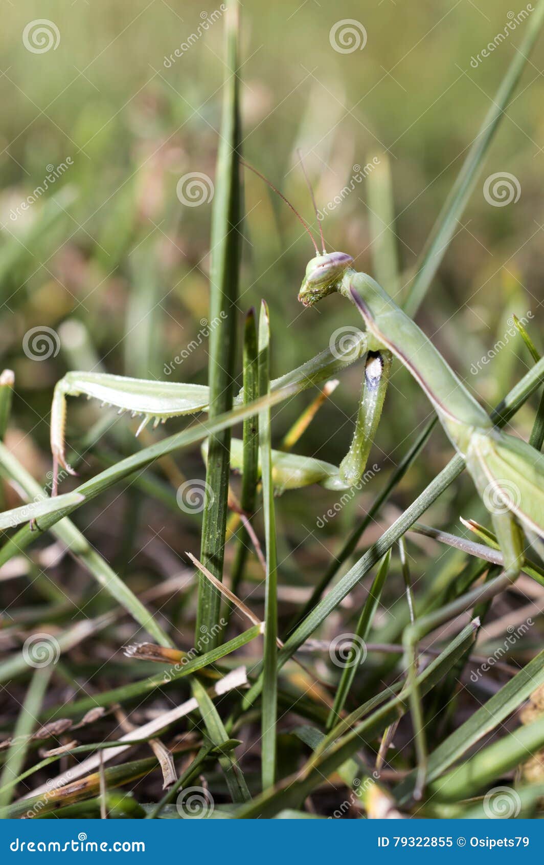 Green mantis in grass stock image. Image of mantis, life - 79322855