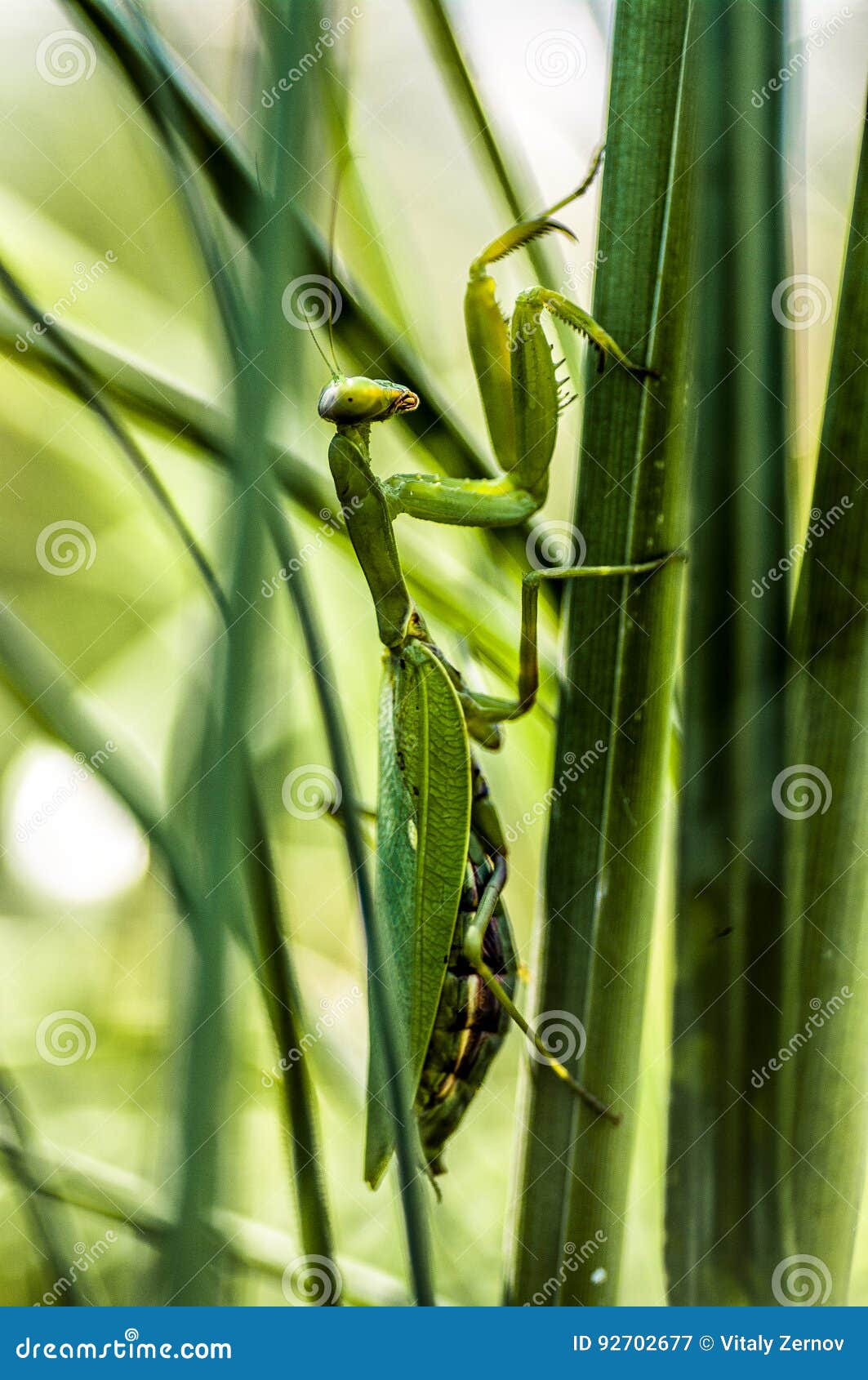 A Green Mantis on a Grass Stalk. Stock Image - Image of fauna ...