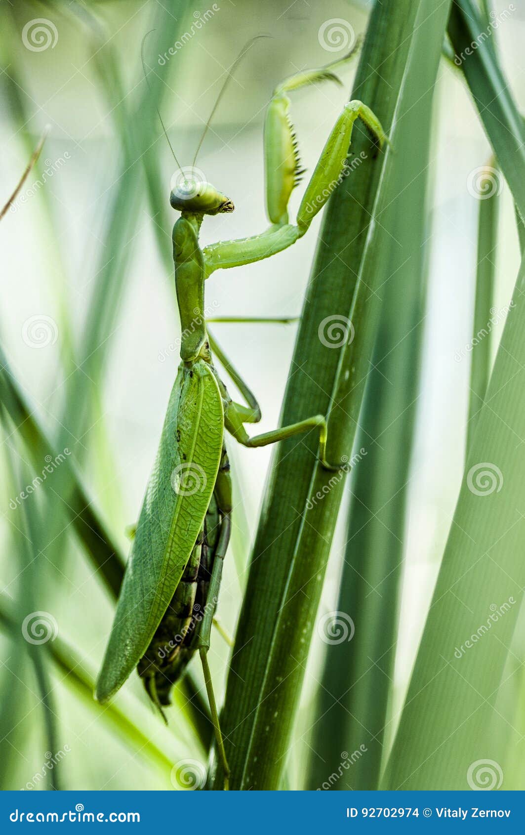 A Green Mantis on a Grass Stalk. Stock Photo - Image of killer, alive ...