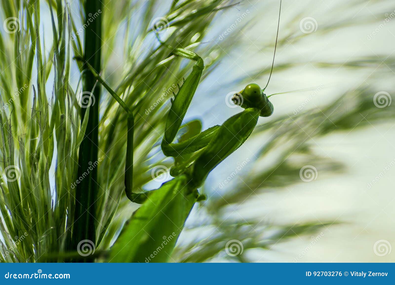 A Green Mantis on a Grass Stalk. Stock Photo - Image of blade, antenna ...